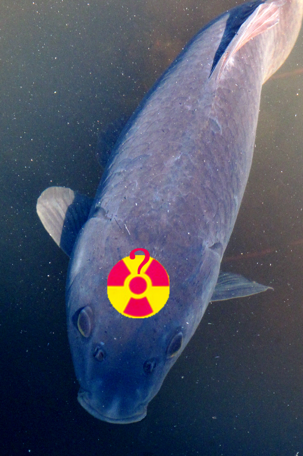 Radiation Mutation Fish